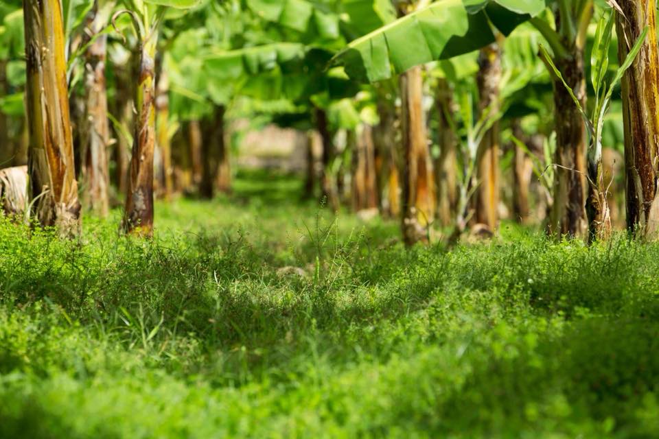 La Nouvelle Banane des Antilles dans les supermarchés | GUADELOUPE ACTU